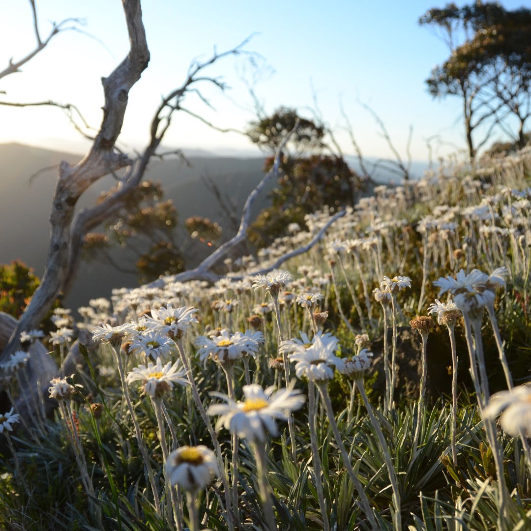 Embracing Authenticity: Accepting Everything We Feel – Ambarya